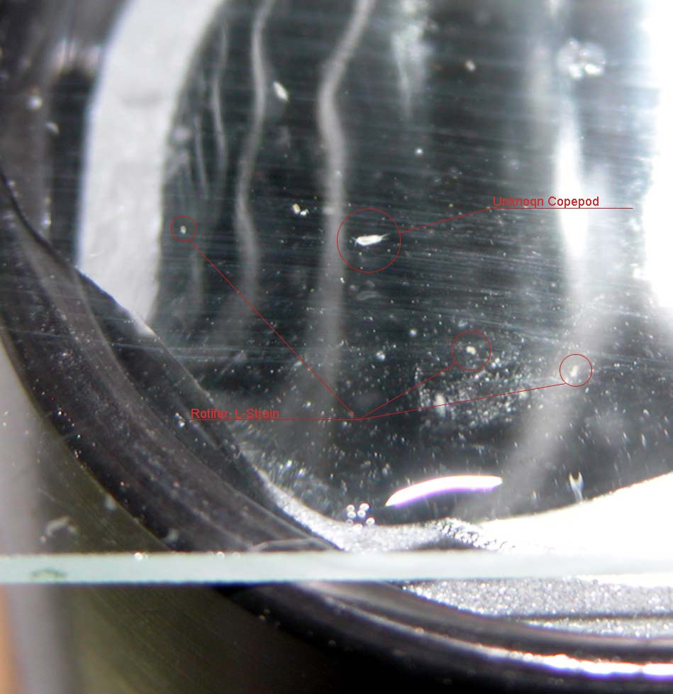 Copepods in the Rotifers! - Reef Central Online Community