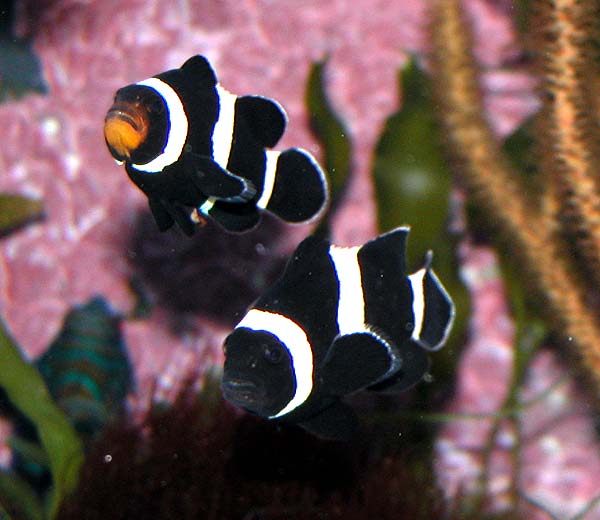 Black / Darwin OC Clownfish (Amphiprion ocellaris "Darwin") Breeding ...